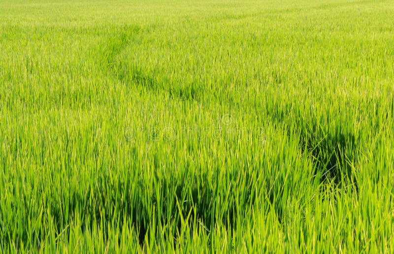 Rice plant in rice field stock photo. Image of grow, green - 28642982
