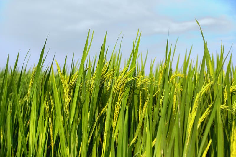 Rice plant in rice field stock photo. Image of hoian - 59223070