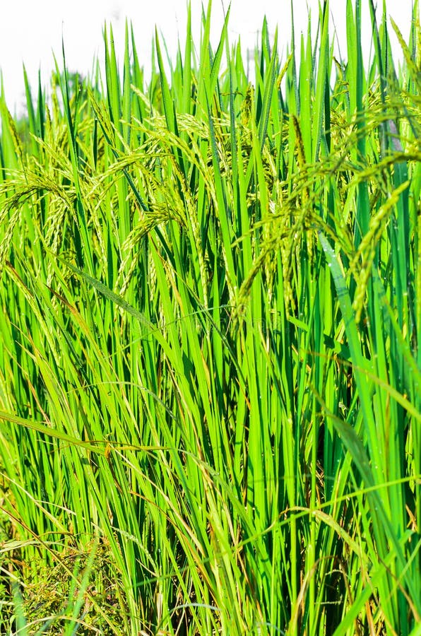 Rice plant in rice field stock photo. Image of grain - 35139692