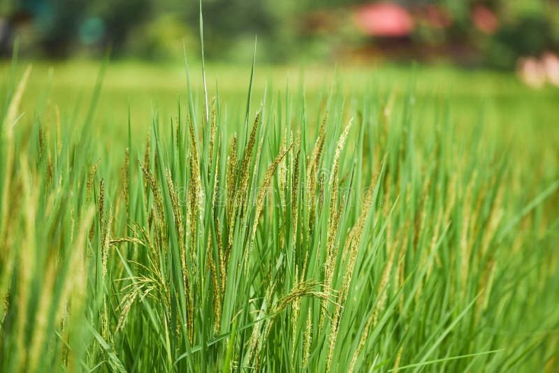 Rice Plant in the Rice Field Asian Stock Photo - Image of field, grow ...
