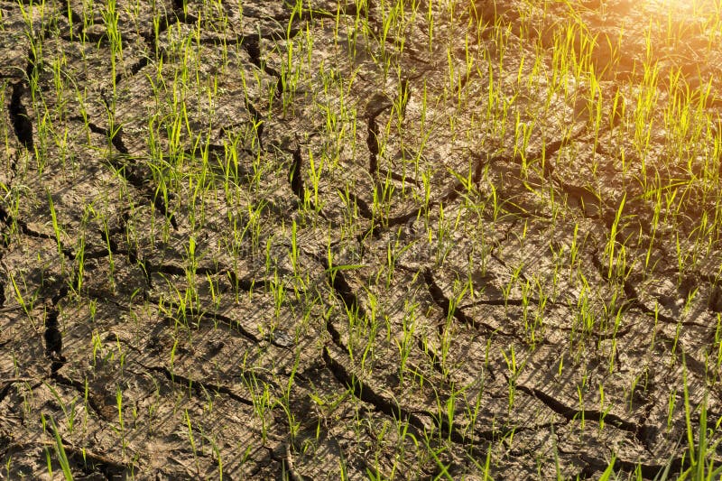 Rice Plant in Rice Field with Sunlight Stock Image - Image of cereal ...