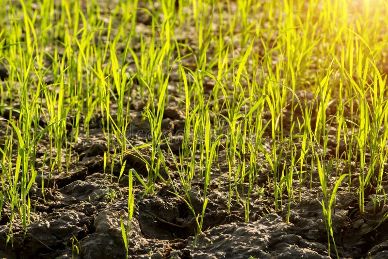 Rice Plant in Rice Field with Sunlight Stock Photo - Image of farming ...