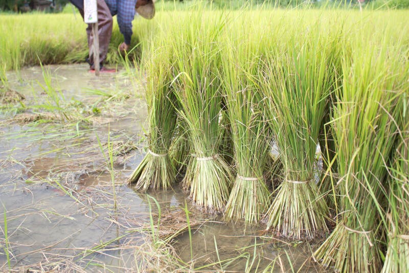 Rice plant in rice field stock image. Image of environment - 42680537