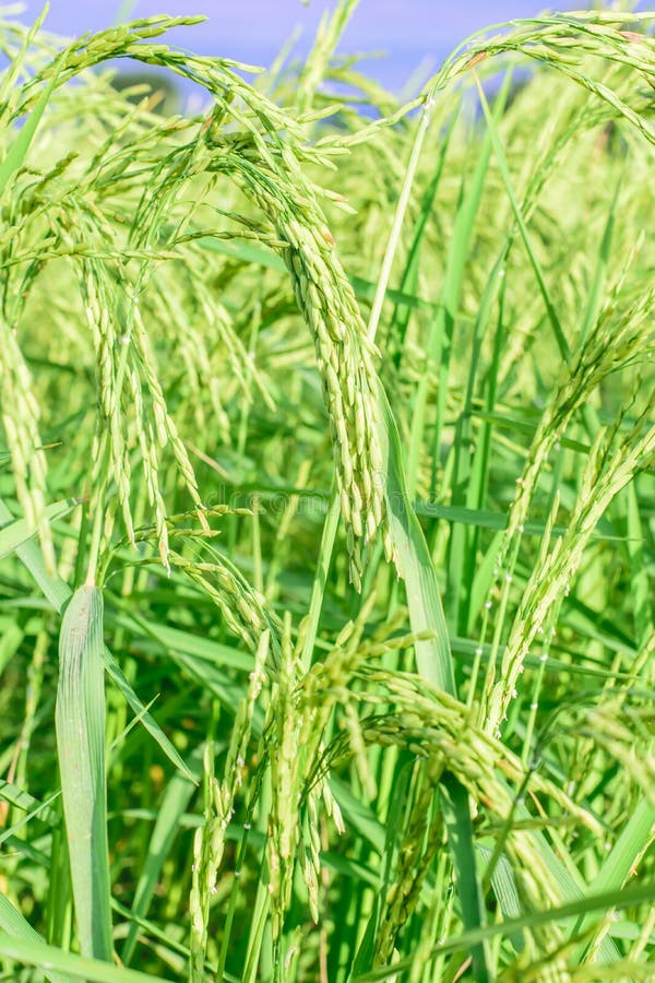 Rice plant in rice field stock image. Image of background - 61973843
