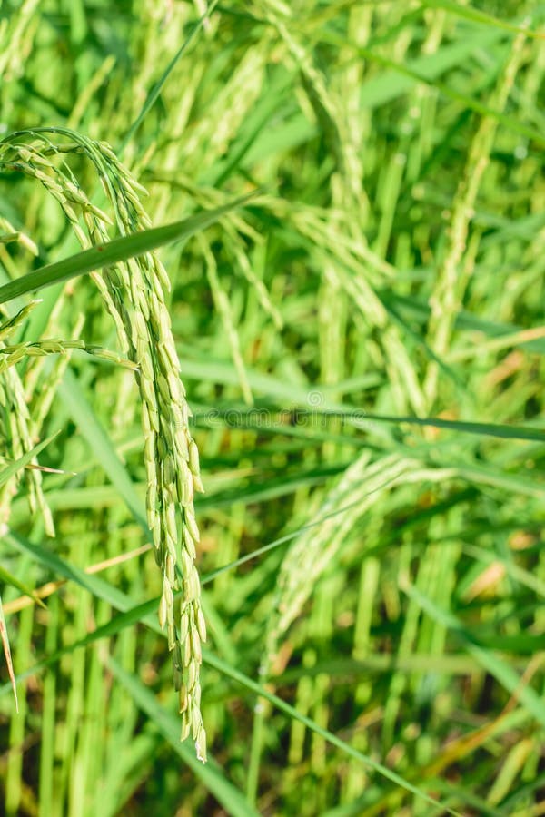 Rice plant in rice field stock image. Image of growth - 62246849