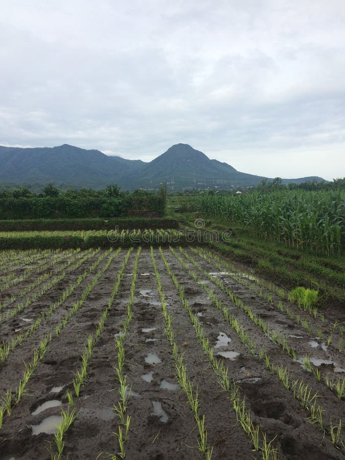 Rice plant stock photo. Image of farm, ricecook, trees - 270610998