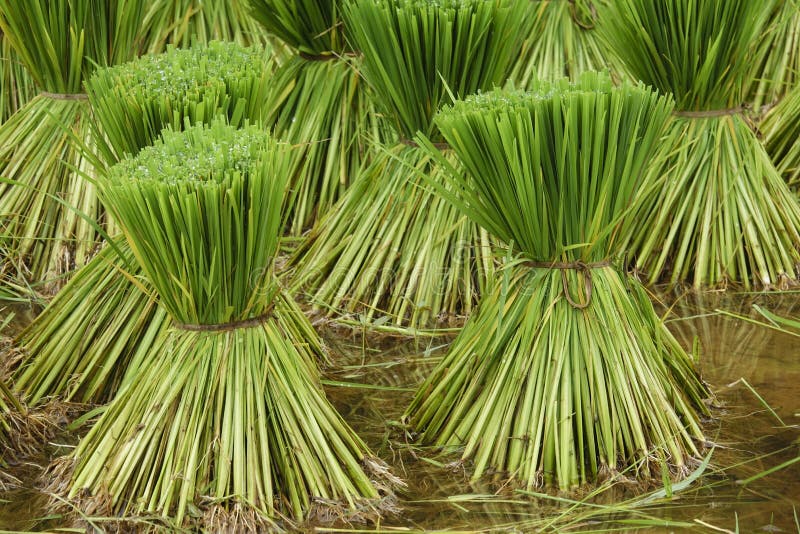 Rice plant stock photo. Image of rice, cereals, farmer - 4694176