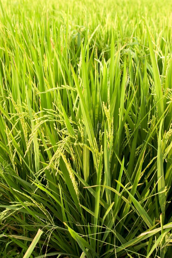 Rice plant stock image. Image of agriculture, field, grain - 11178619