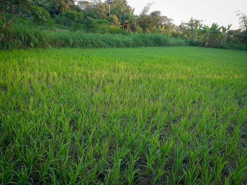The Small Paddy Field Hidden Inside the Zhangjiajie Mountain in Hunan ...