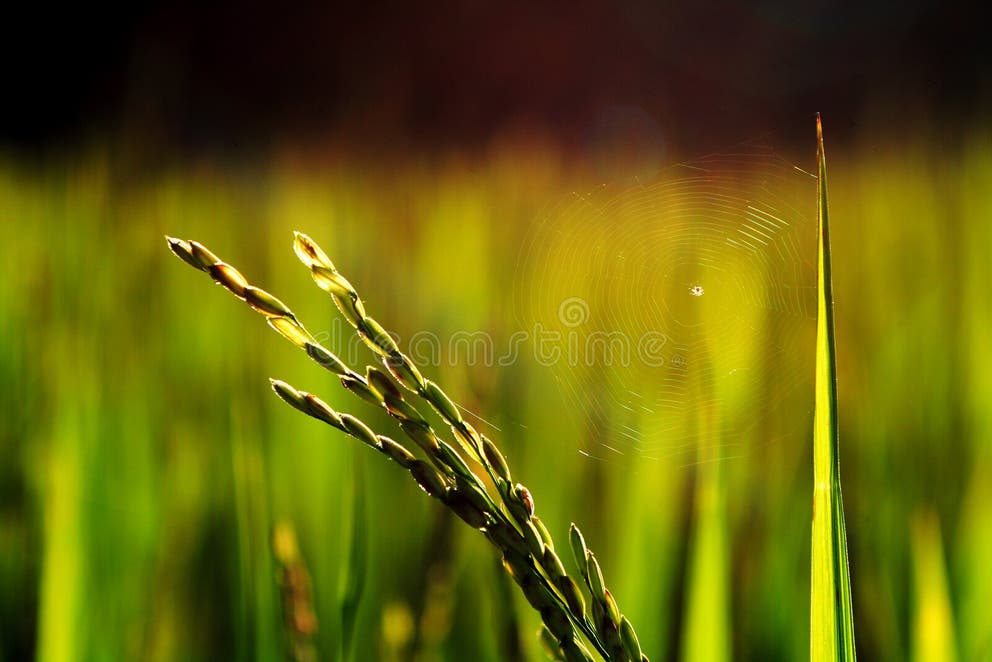Rice plant and spider web stock photo. Image of peace - 3712406