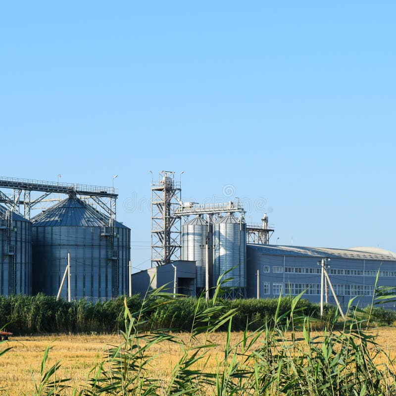 The rice plant stock photo. Image of barrels, factory - 137159036