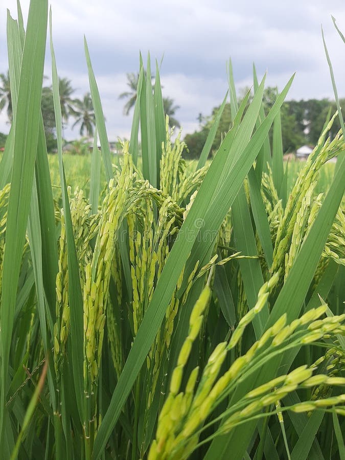 Rice Plant Sway by the Wind Stock Image - Image of village, wind: 270514613