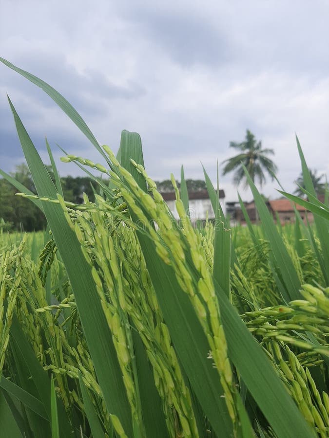Rice Plant Sway by the Wind Stock Image - Image of grass, food: 270514639