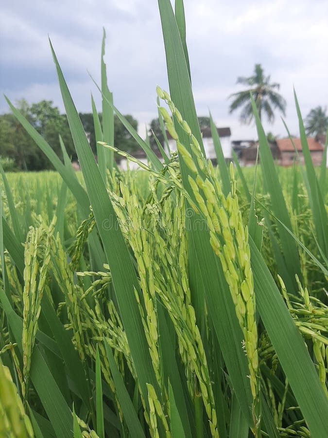 Rice Plant Sway by the Wind Stock Photo - Image of jungle, produce ...