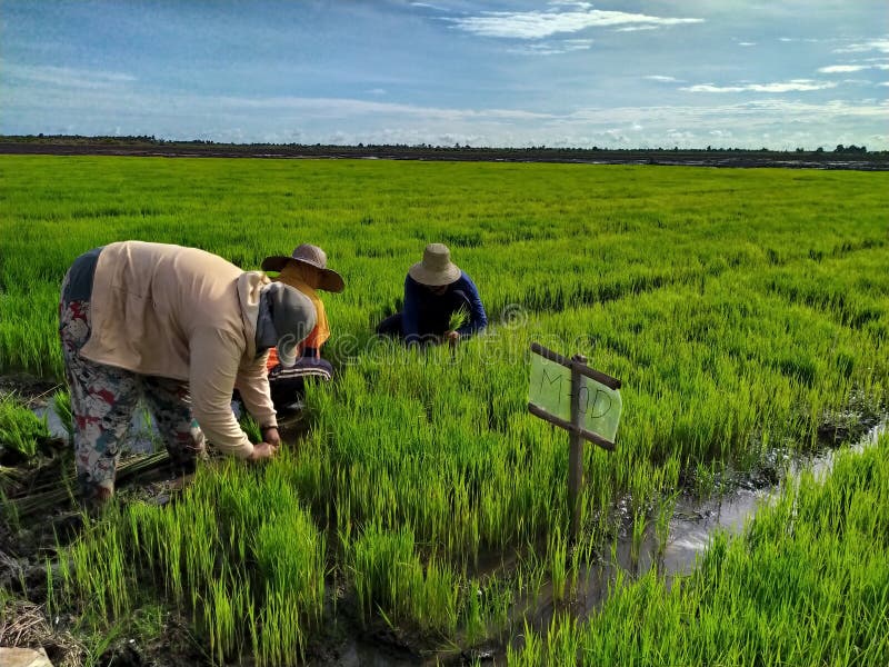 Rice plant transfer stock photo. Image of crop, transfer - 262146770