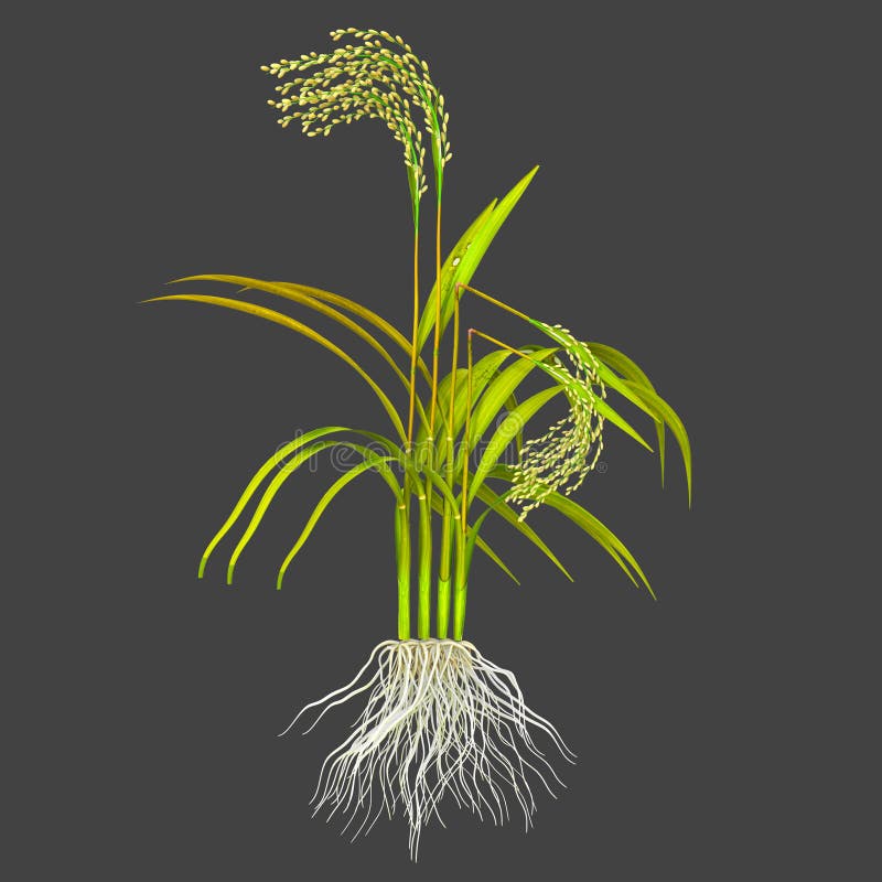 Rice stem LP stock photo. Image of cross, rice, stem - 17028398