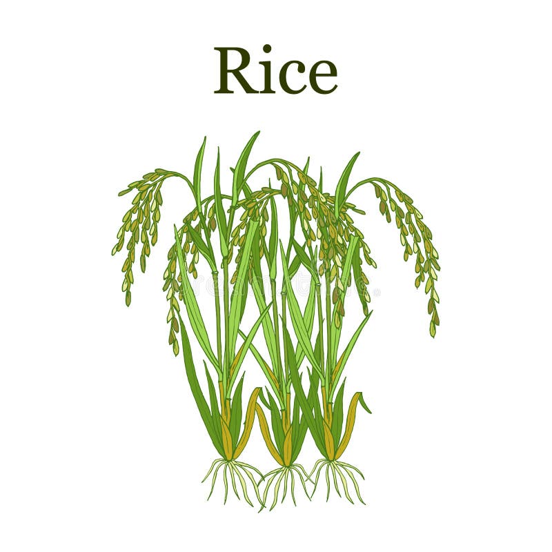 Rice Plant Line Drawing Stock Illustrations – 617 Rice Plant Line ...