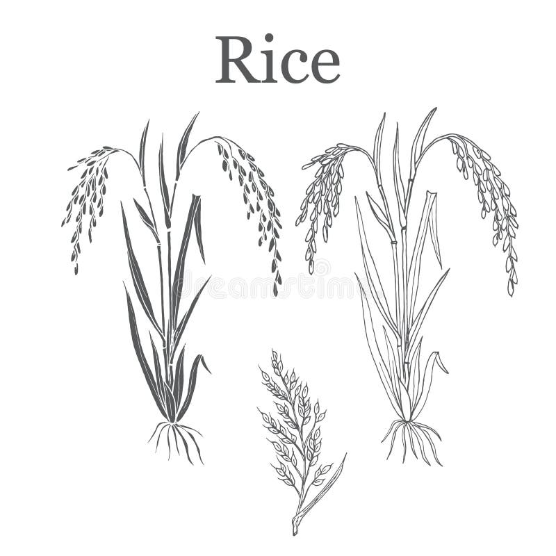 Rice Plant Stock Illustrations – 47,978 Rice Plant Stock Illustrations ...
