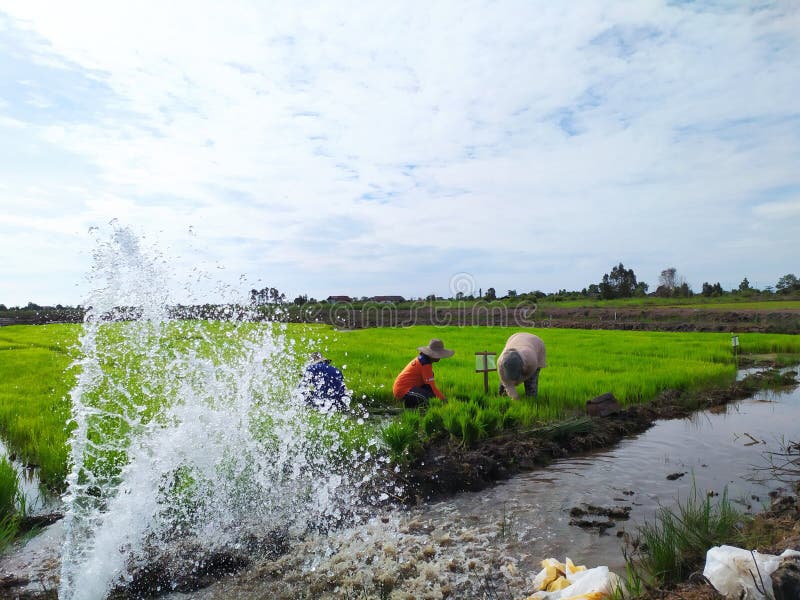 Rice plant water channel stock image. Image of plant - 262146761