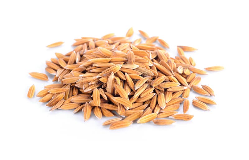Rice Plant on White Background Stock Photo - Image of asia, gold: 185712084
