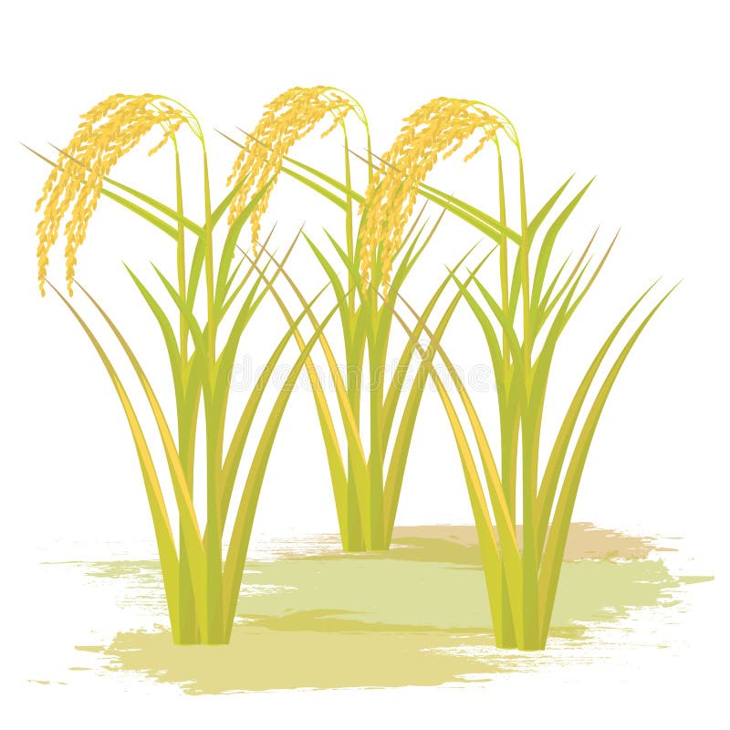 Rice Plant Stock Illustrations – 27,533 Rice Plant Stock Illustrations ...