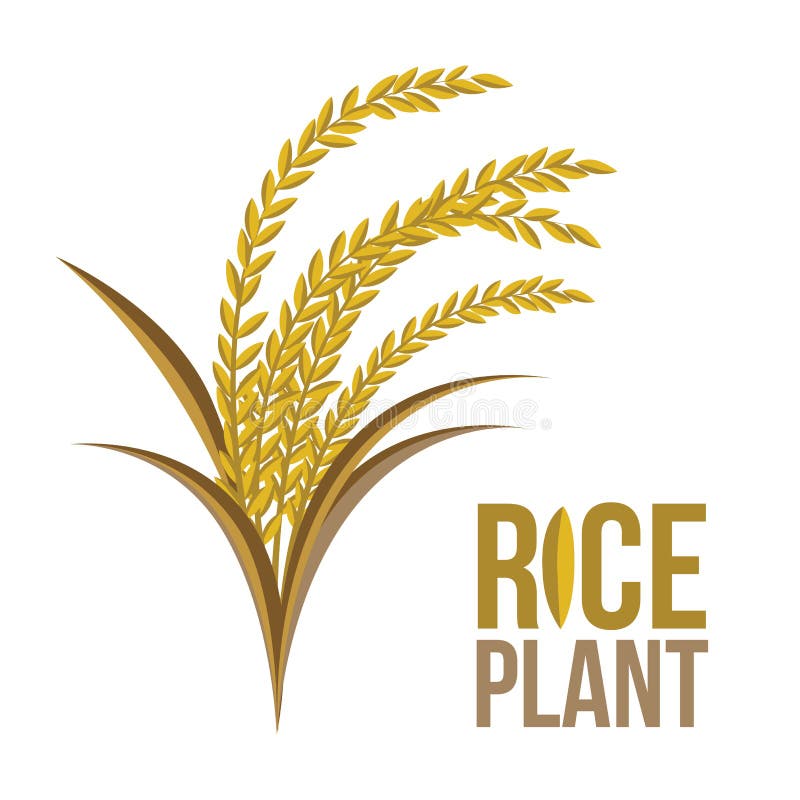 Rice Plant Stock Illustrations – 27,927 Rice Plant Stock Illustrations ...