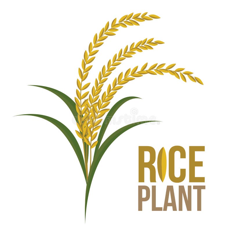 Rice Plant Stock Illustrations – 6,004 Rice Plant Stock Illustrations ...