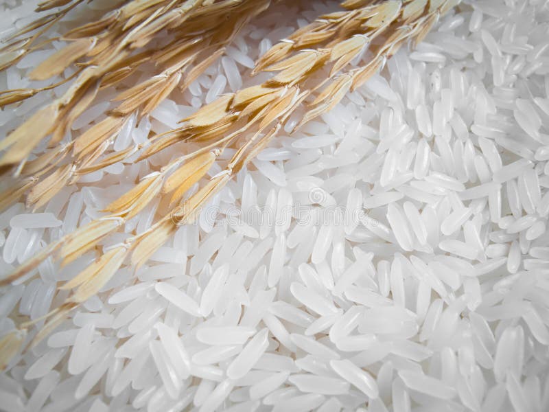 Rice Plant and White Rice , Uncooked Raw Cereals Stock Image - Image of ...