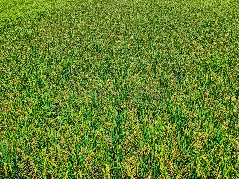 Fertile rice fields stock photo. Image of green, fertile - 340089976