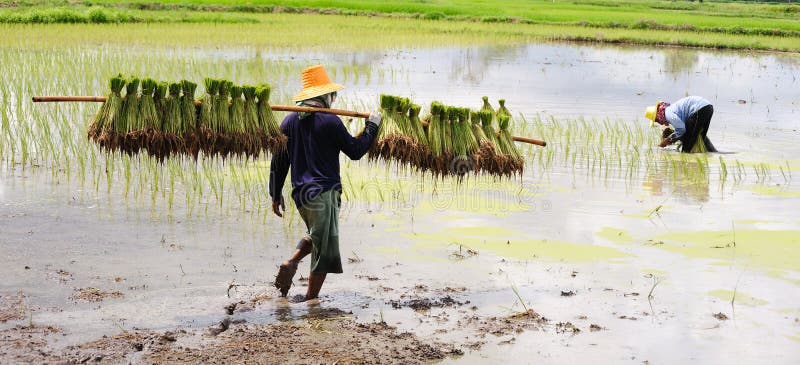 Rice Paddy Drying stock image. Image of nature, paddy - 16854253