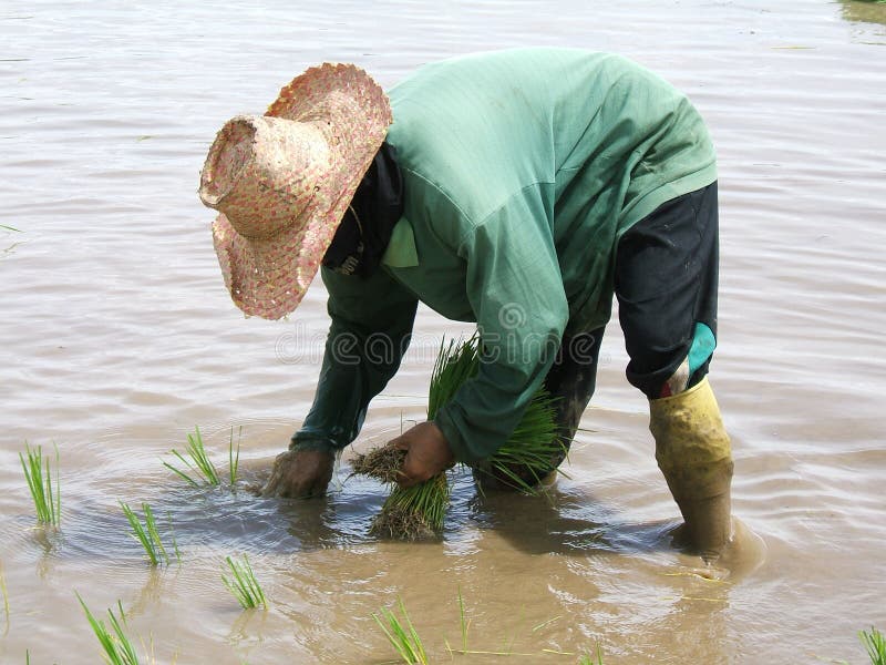 Rice plantation stock image. Image of labor, farmland, cultivate - 196257