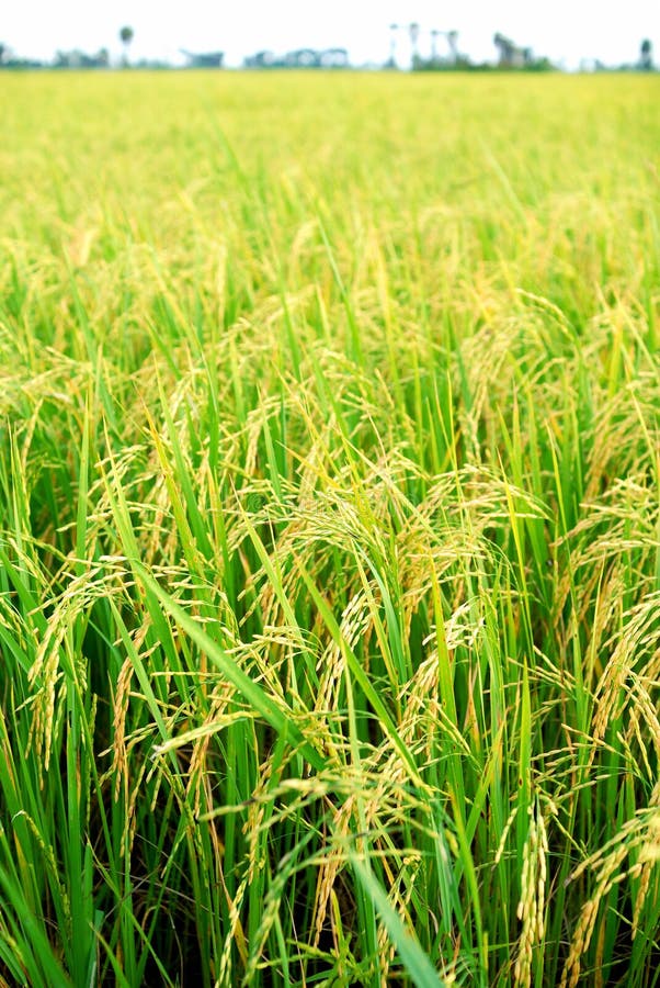 Rice Plantation Stock Photos - Image: 25838353