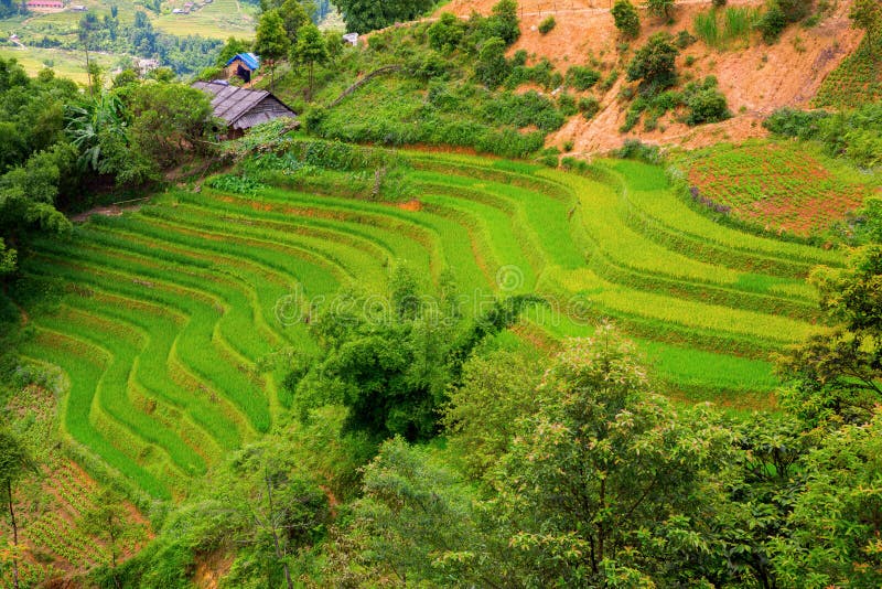 Rice plantation stock image. Image of landscape, lines - 26409091