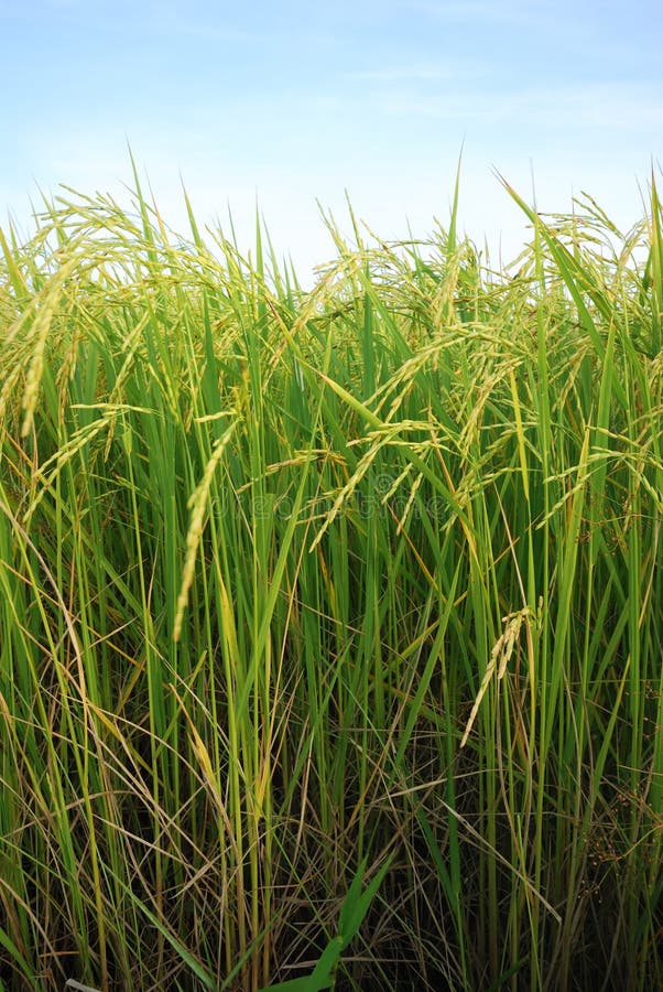 Rice plantation stock image. Image of farming, natural - 26608939