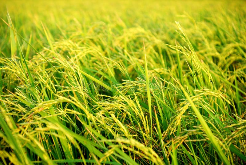 Rice plantation stock image. Image of golden, cereal - 25838353