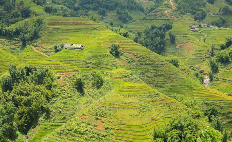 Rice plantation stock image. Image of nature, leaf, hill - 27903023