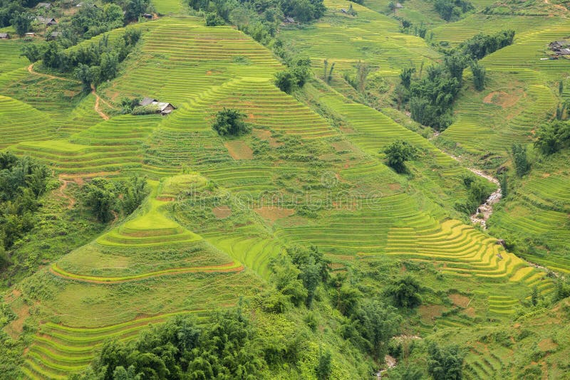 Rice plantation stock photo. Image of green, lines, beautiful - 28118706