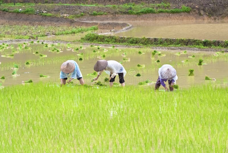 Rice plantation editorial stock image. Image of green - 34525234
