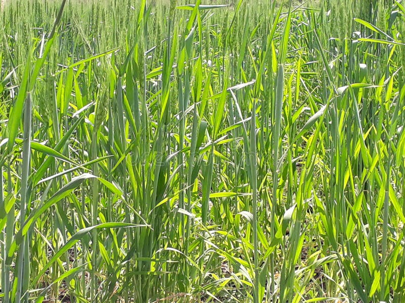 Rice Plantation in the Farms Stock Photo - Image of produce, crop ...
