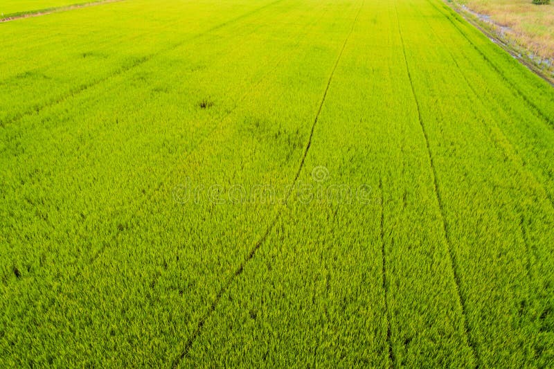Rice Plantation Green Field Stock Photo - Image of farm, green: 105772624