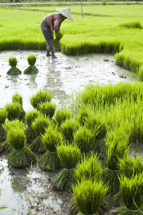 Rice plantation in Laos editorial stock image. Image of green - 26634514