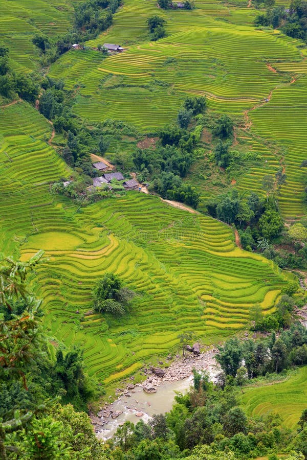 Rice plantation stock photo. Image of pattern, cultivation - 26906450