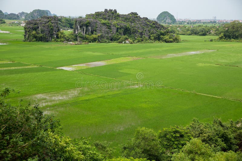 Rice plantations stock image. Image of plantation, background - 27223325