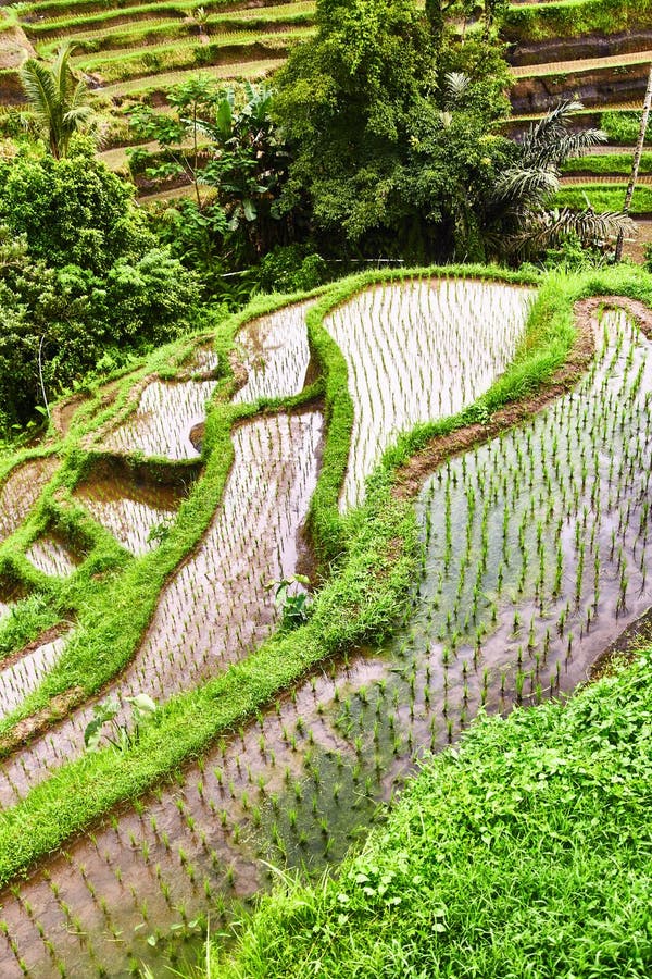 Rice Plantations in Bali. View from Above Stock Image - Image of ...