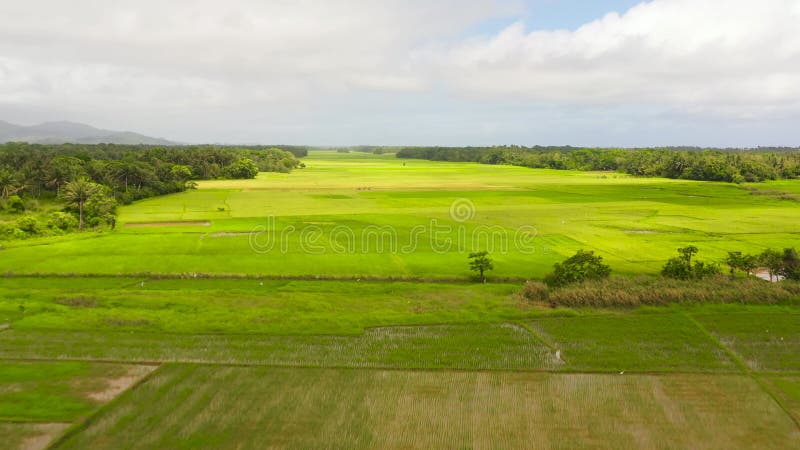 Rice Plantations in the Philippines. Stock Video - Video of tourism ...