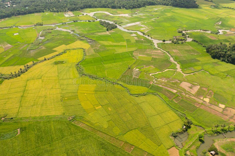 Rice Plantations in the Philippines. Stock Image - Image of paddy, view ...