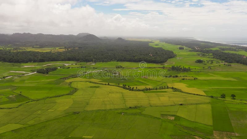 Rice Plantations in the Philippines. Stock Video - Video of cultivation ...