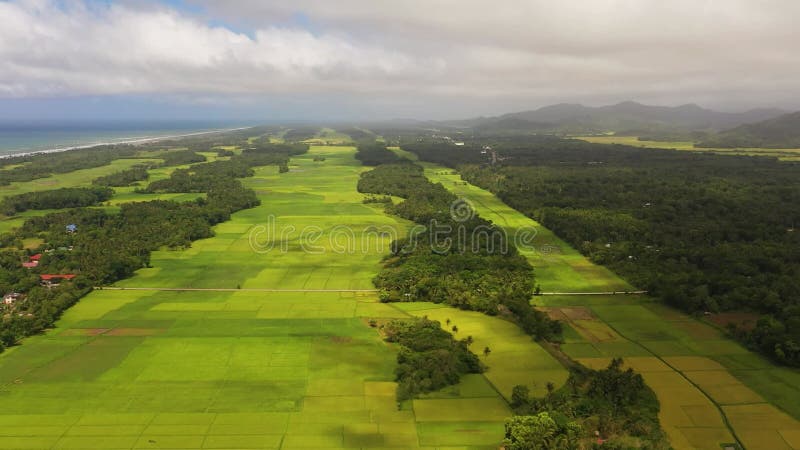 Rice Plantations in the Philippines. Stock Video - Video of village ...
