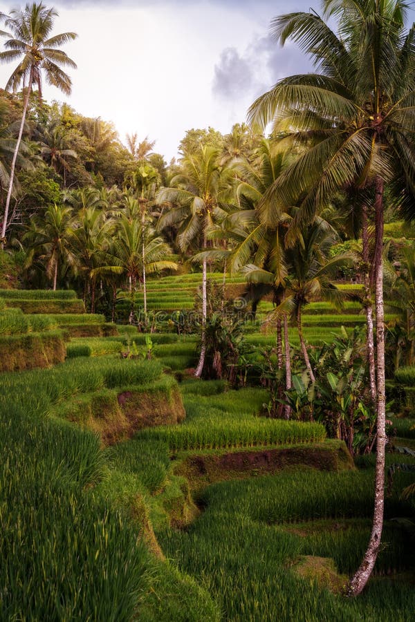 Rice Plantations in South East Asia Stock Photo - Image of asian ...