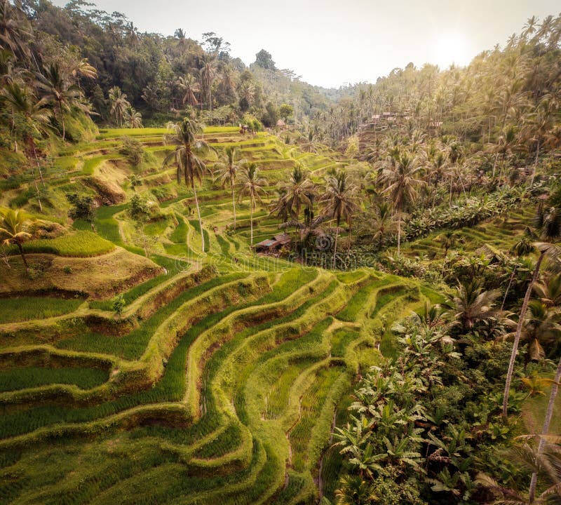 Rice Plantations in South East Asia Stock Photo - Image of grows ...